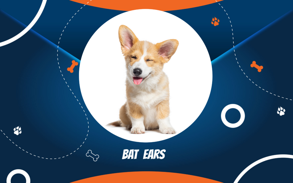 Dog Ear Facts - Off Leash K9 Training Cincinnati, OH
