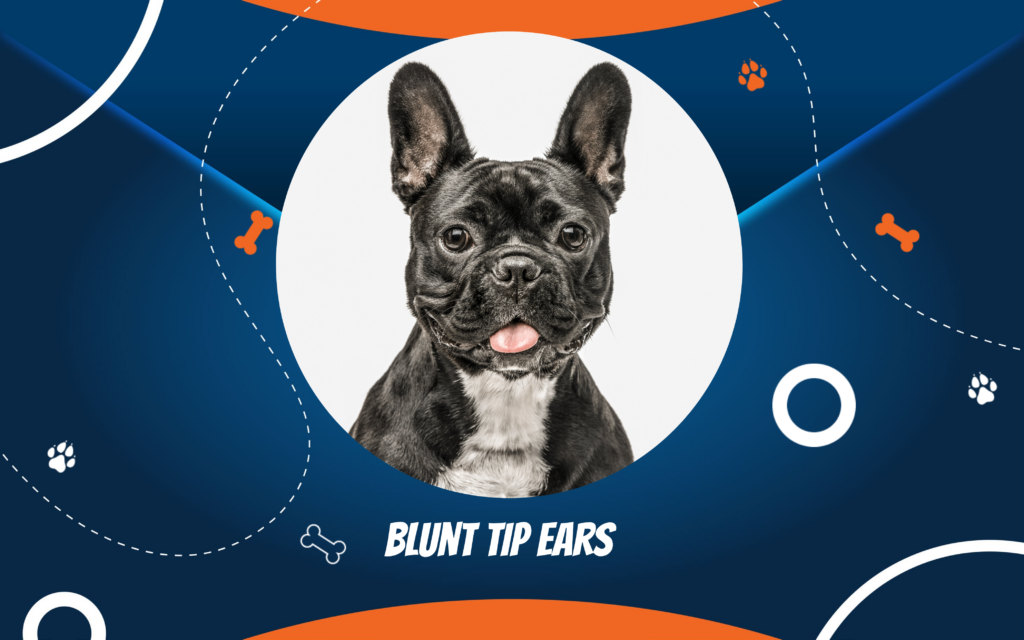 Dog Ear Facts - Off Leash K9 Training Cincinnati, OH