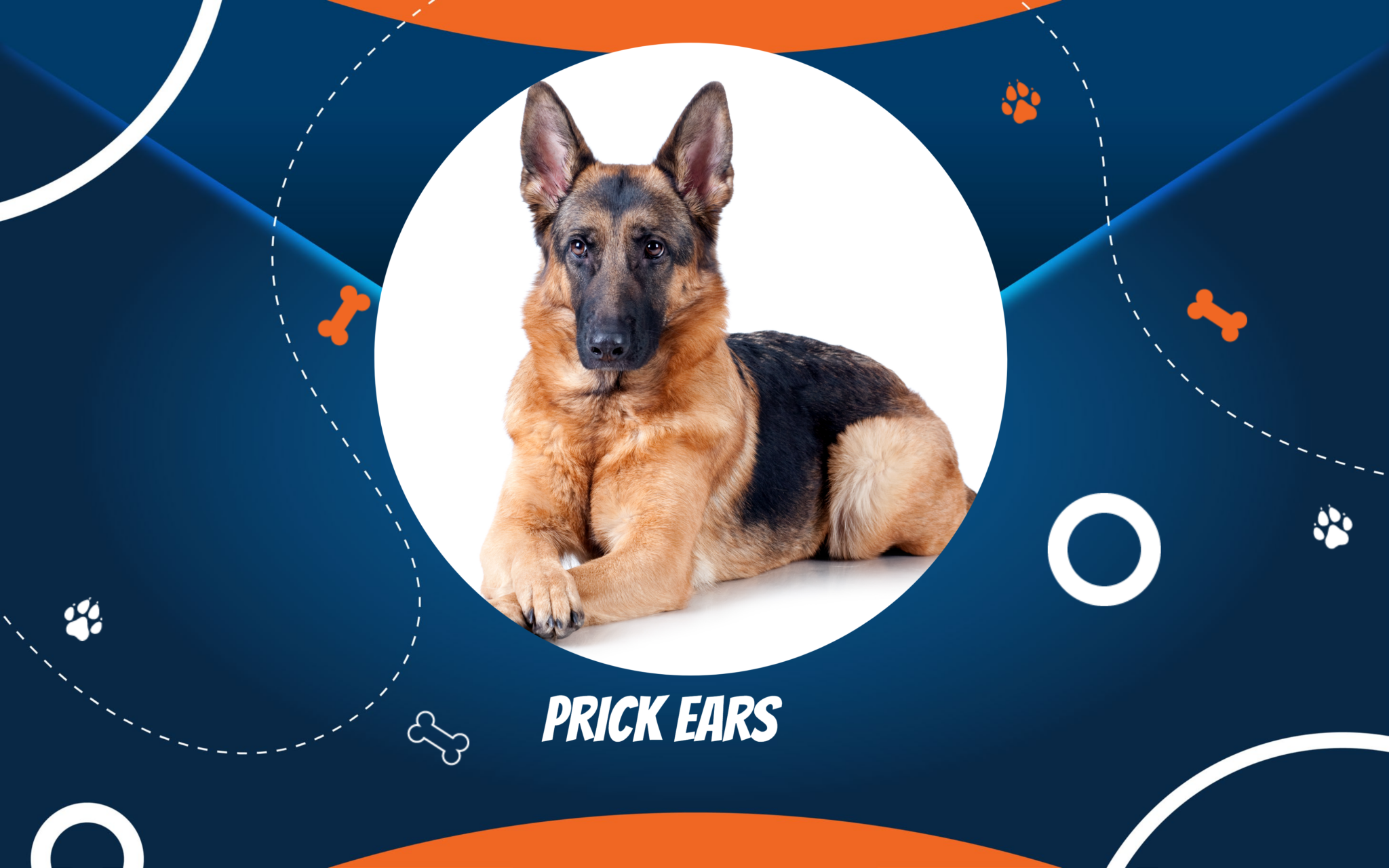 Dog Ear Facts - Off Leash K9 Training Cincinnati, OH