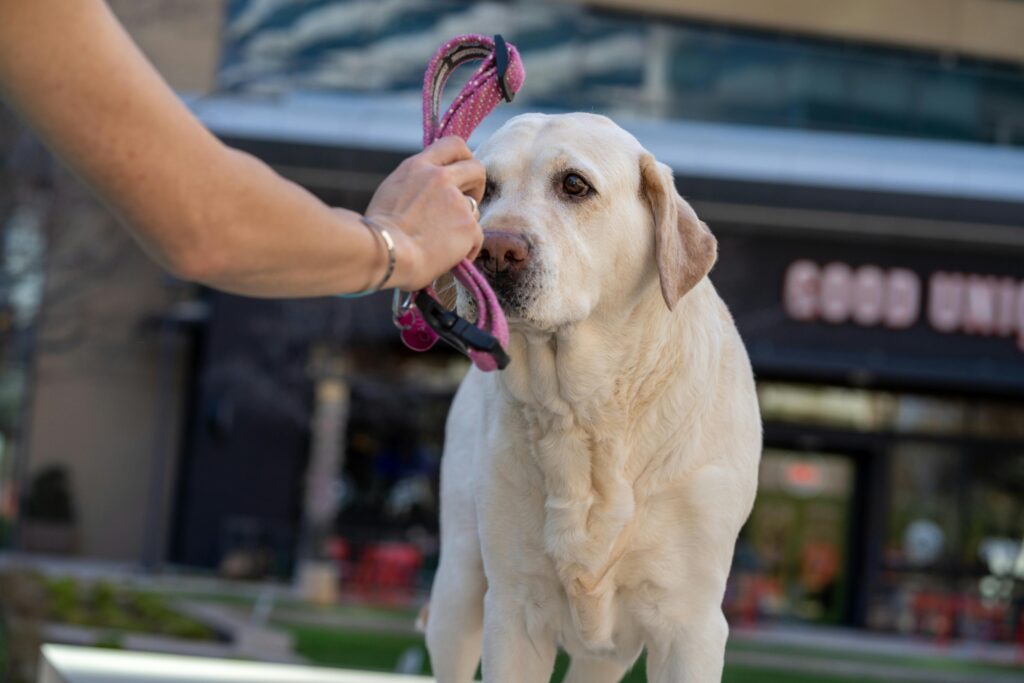How to Build Off-Leash Reliability This Summer - Off Leash K9 Training ...
